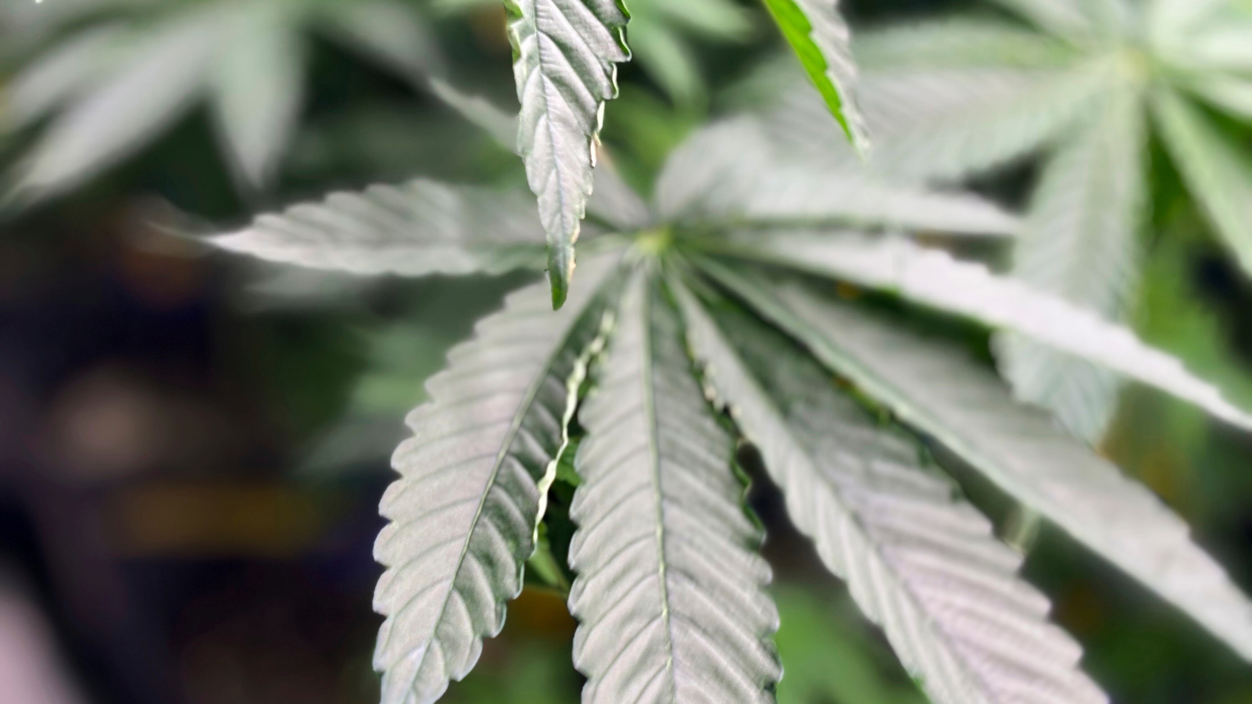 Medical marijuana sales reach record high