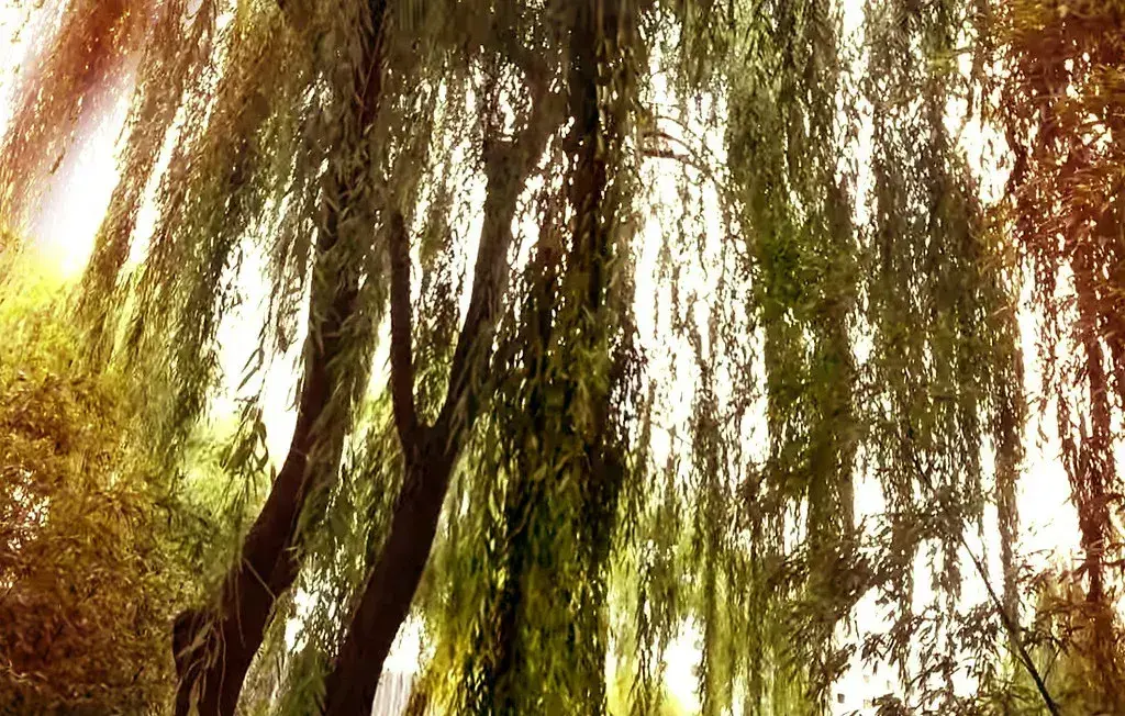 4 common yard trees that could be destroying your home's plumbing