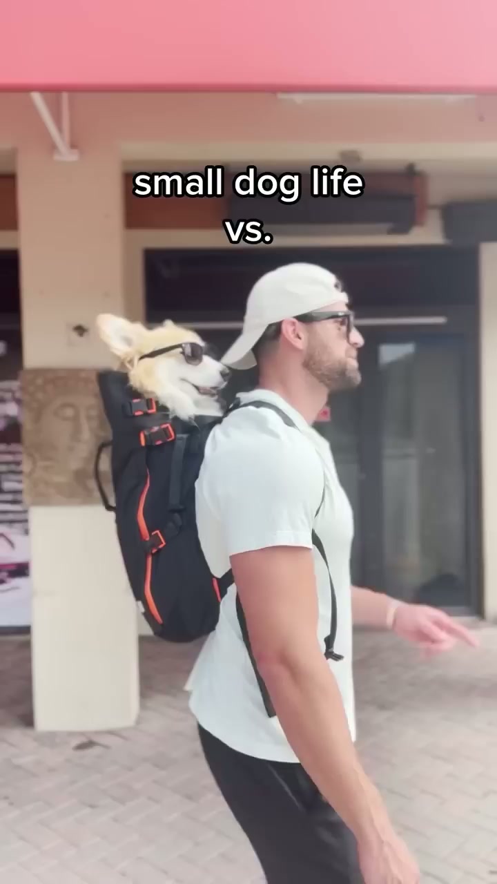 Large dogs vs small dogs @madmax_fluffyroad #dogdad #goldendoodle #corgi