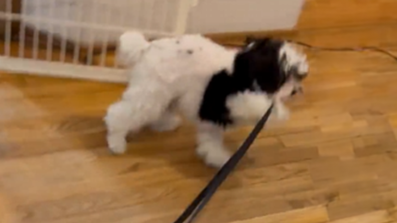 Puppy tries to pull friend back for play