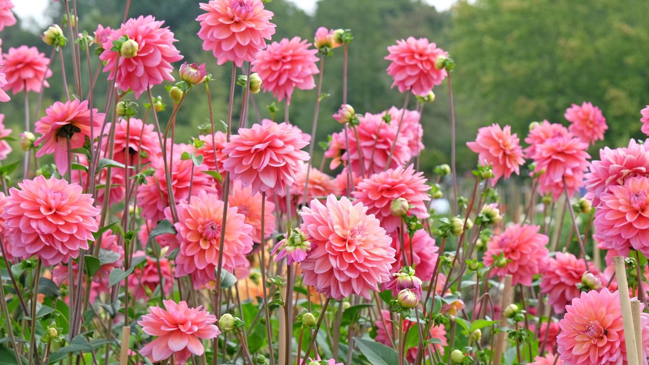 This short window is the best time to buy the most striking varieties ...