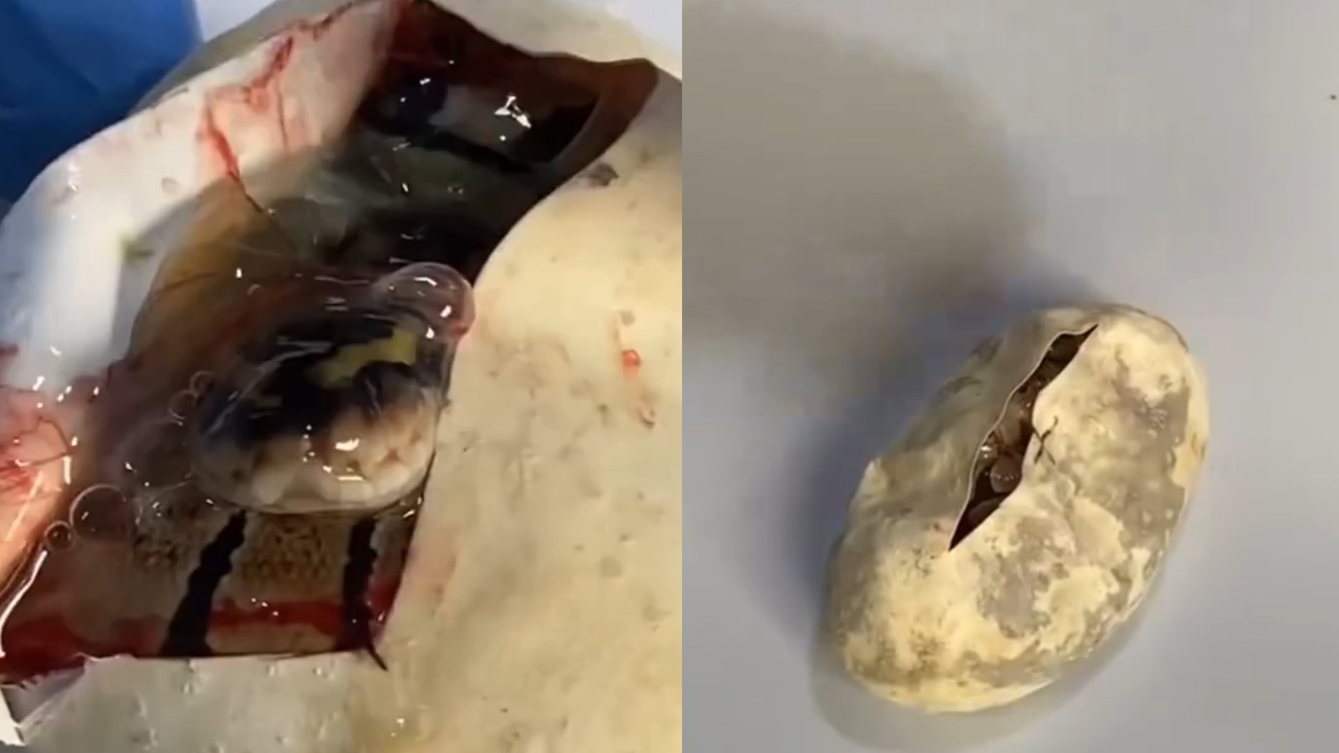 This Python egg is not responding. Let's figure out what happened!