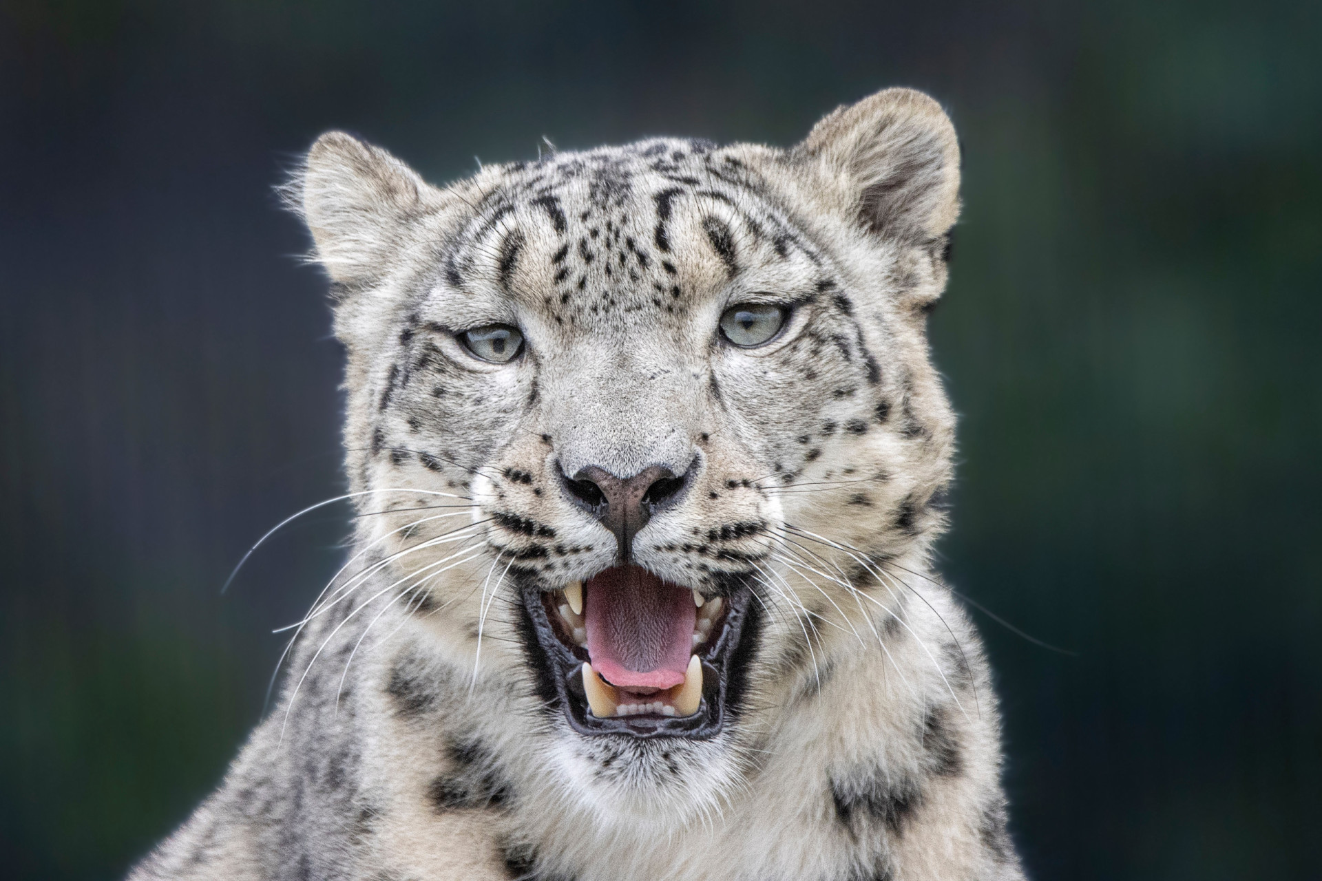 La misteriosa vida del leopardo de las nieves