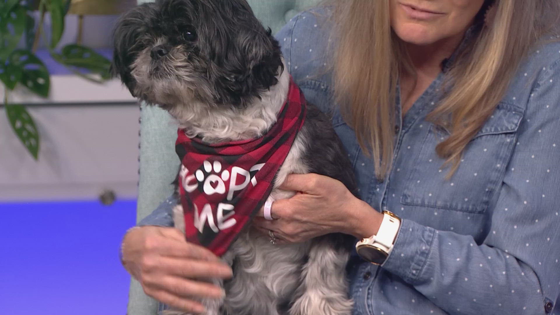 Princess is a sweet lady looking for a new home