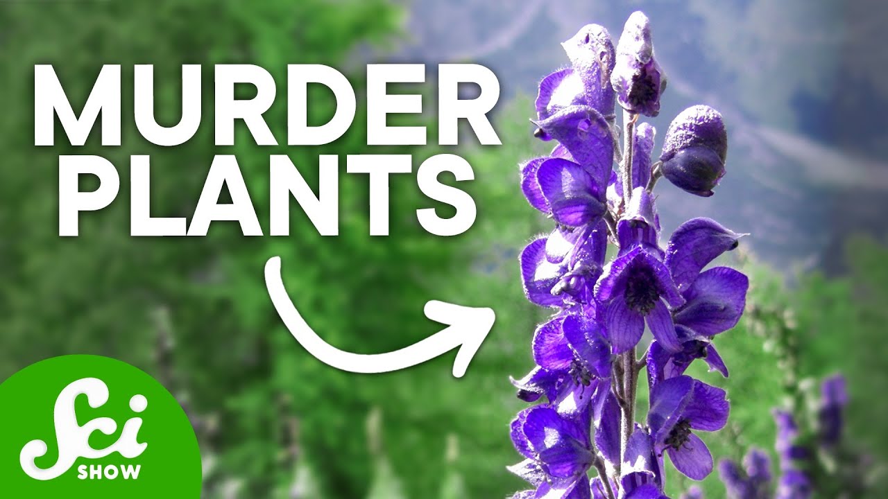 The top 10 deadliest plants (they can kill you!)
