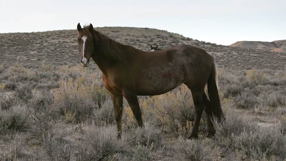 'Black Beauty' director Ashley Avis launches 'Lost Horses' campaign ...