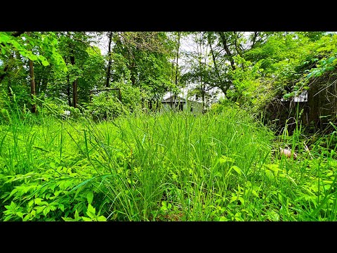 From chaos to calm: Extreme backyard makeover after police incident in ...