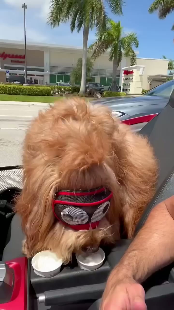 Puppuccino cheers up sad dog! #dogdad #goldenretriever #goldendoodle