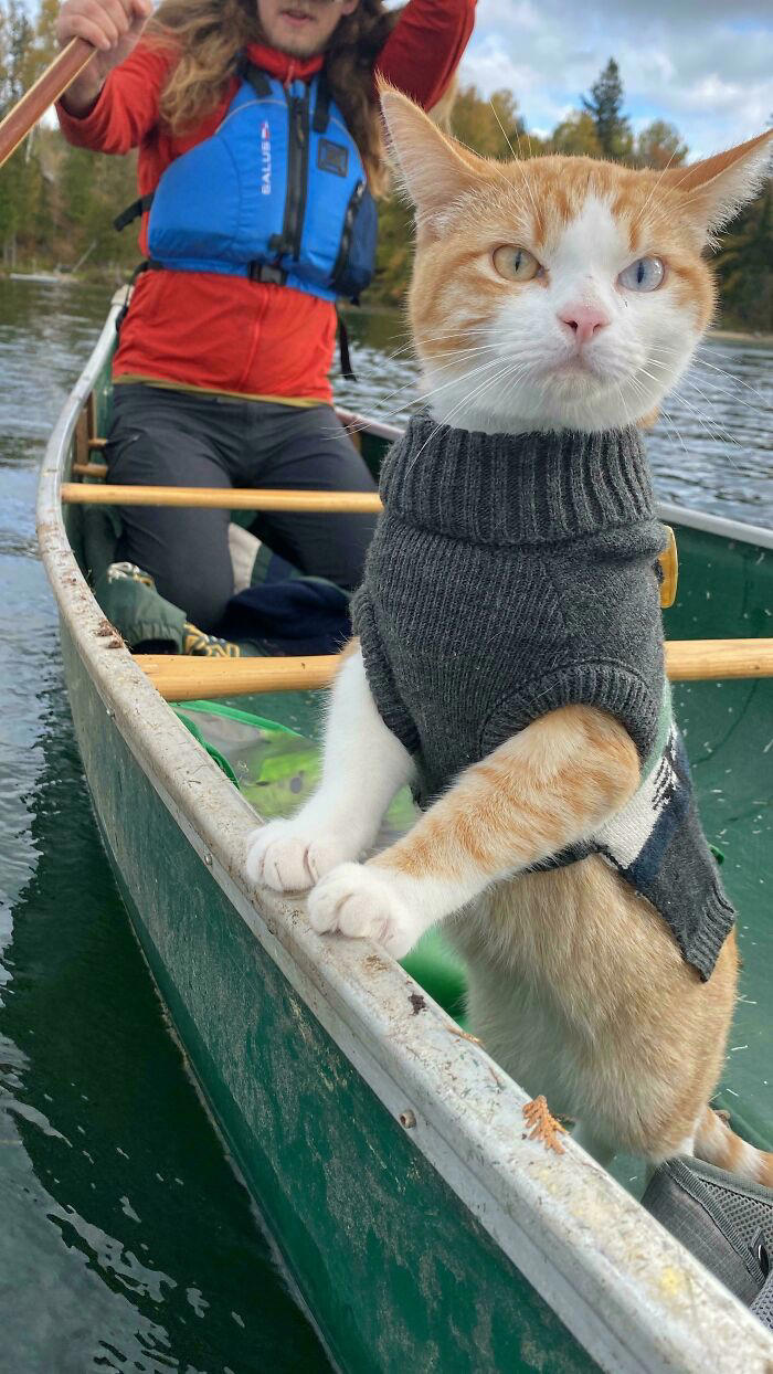 One orange brain cell: 36 adorable photos of orange cats being their ...