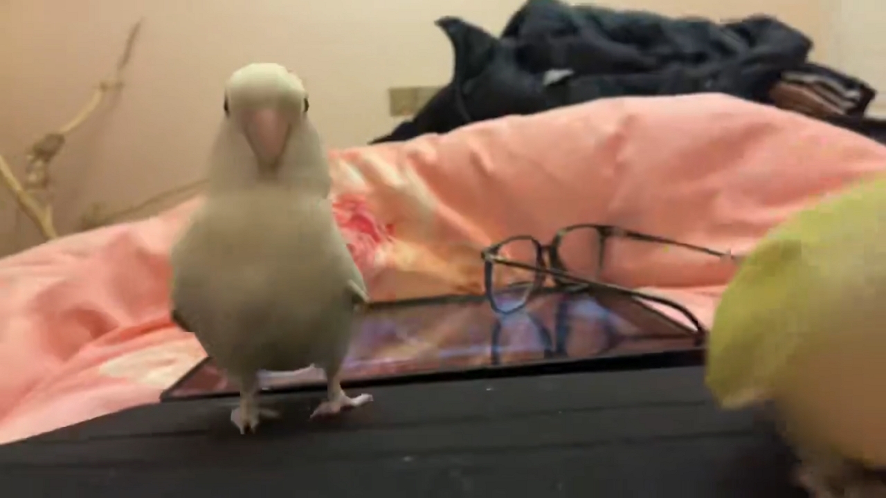 Pet parrots charm with playful chatter on the table in Jiangsu, China