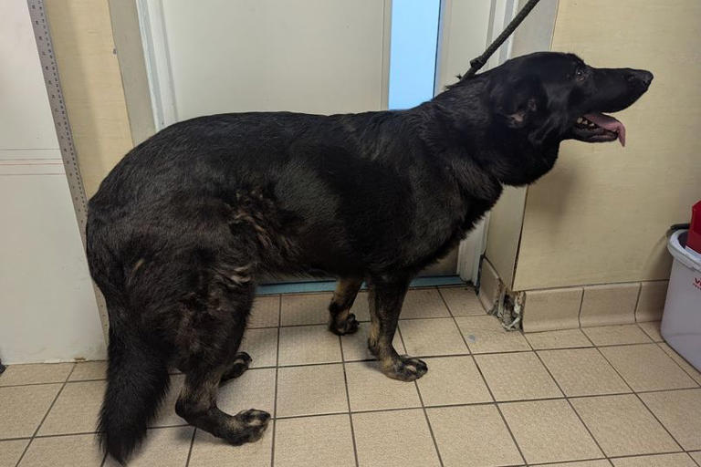 Dog left in agony after owner tried treating disease with olive oil and ...