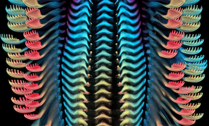 20 winning shots from Nikon Small World photo competition