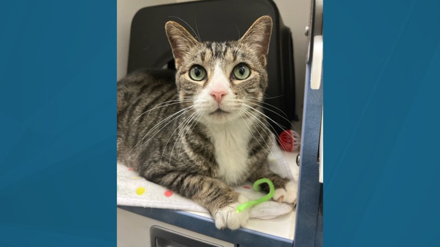 Fur baby Friday: Meet Lance!