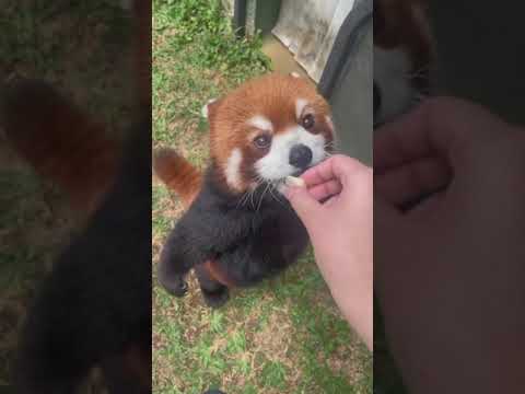Meet the adorable and playful red panda up close