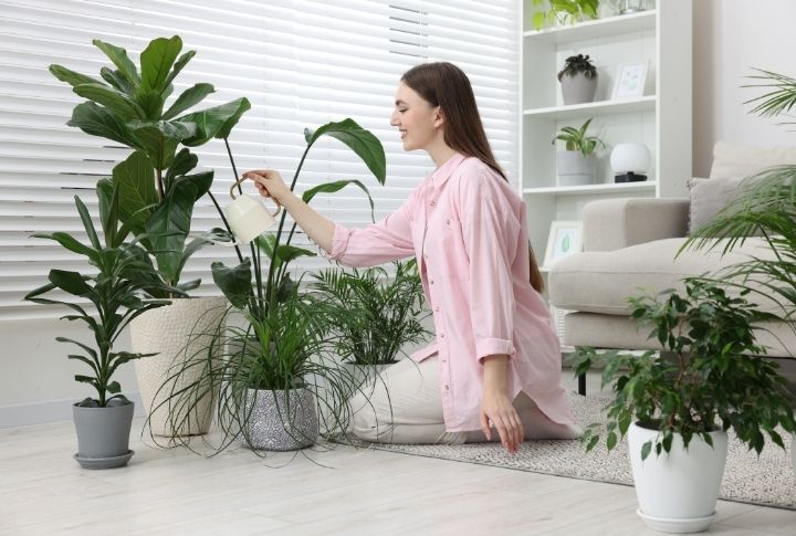 15 best houseplants for first-time gardeners
