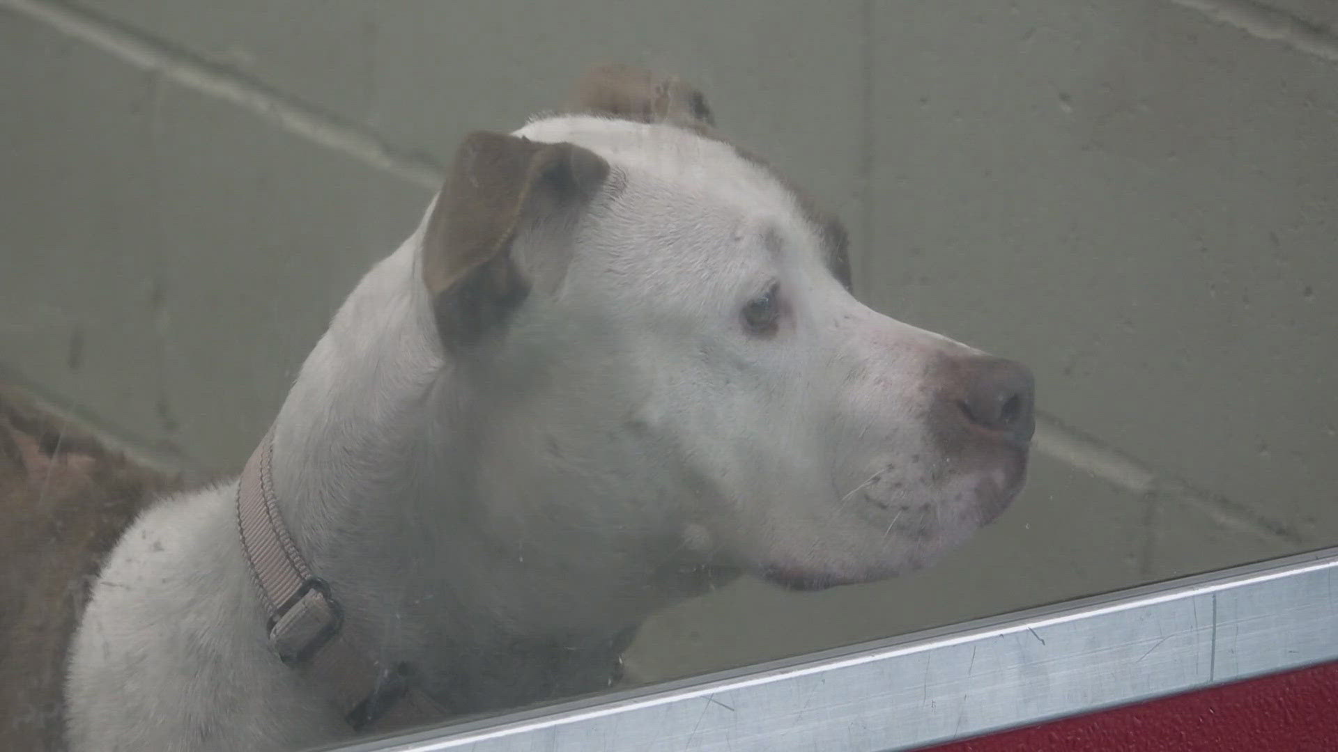 Rescuing strays off the streets from the cold