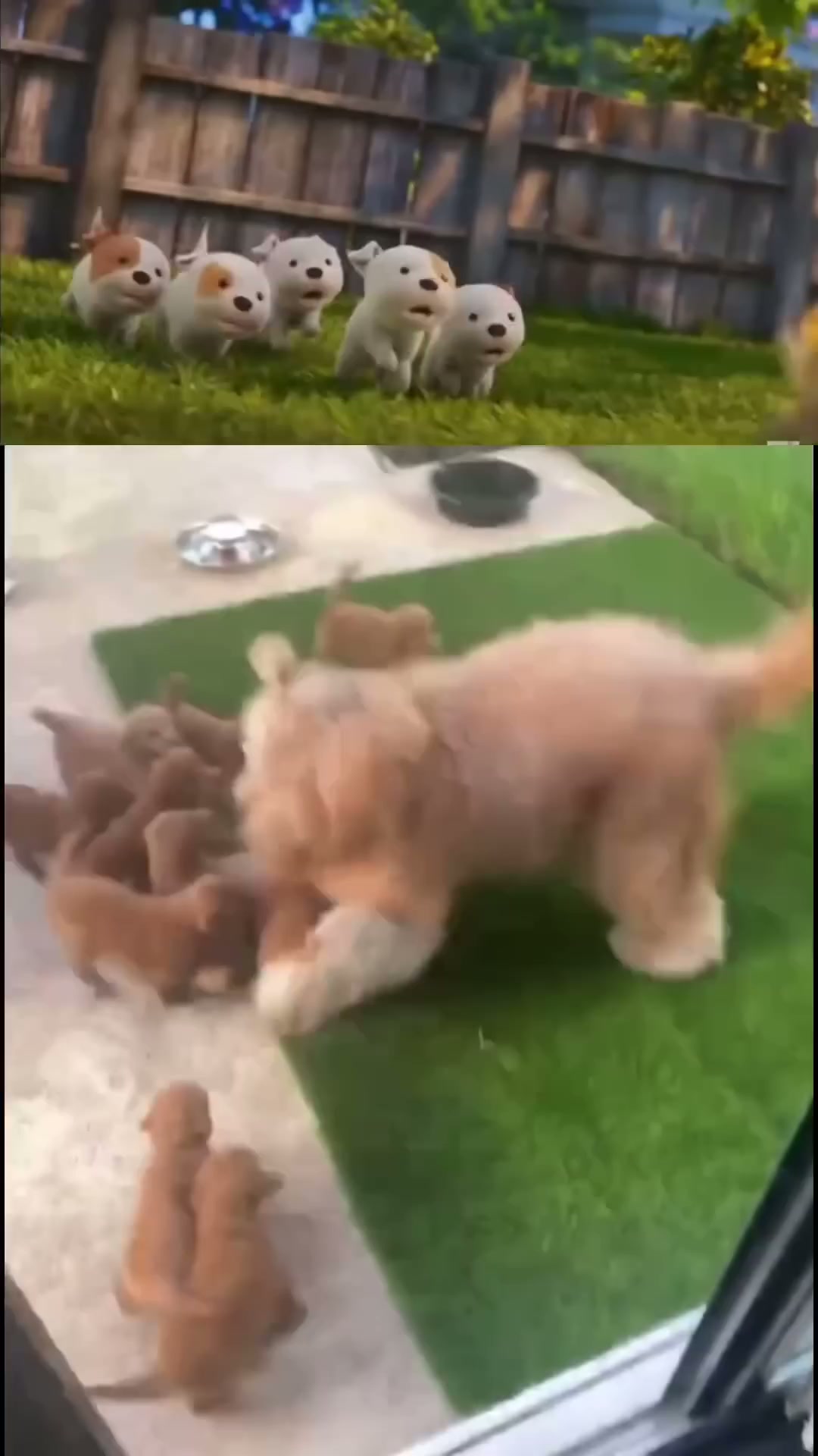 Dug vs puppies in real life! #goldendoodle #puppies #pixar #up #dugdays