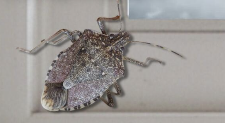 Why your home is full of stink bugs right now (and what's coming this ...