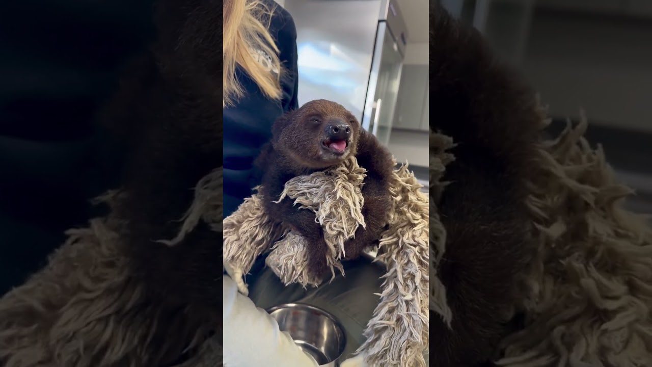 Smile as a baby sloth enjoys breakfast time