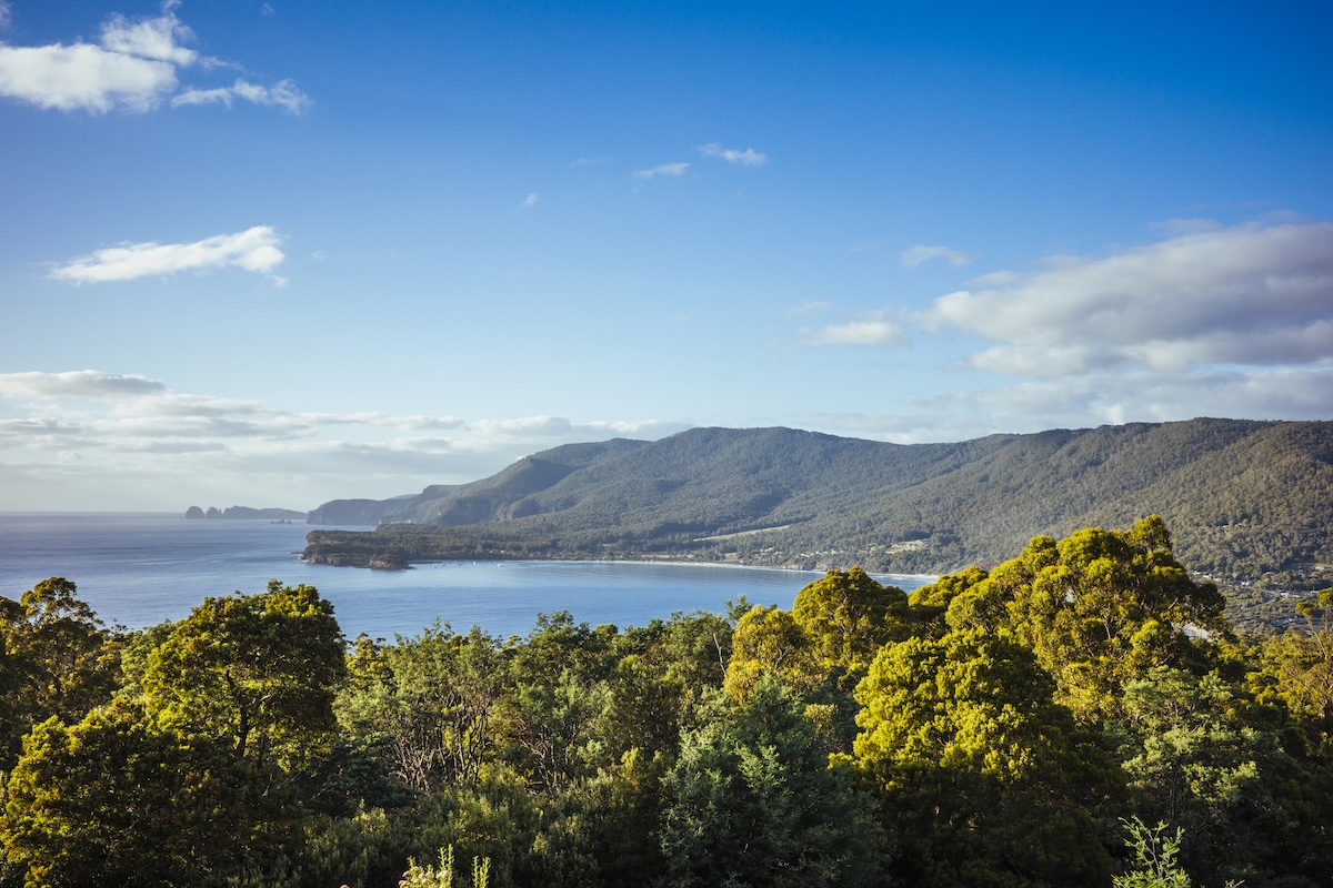 Rare, adorable animal in Tasmania ruins video in the cutest way