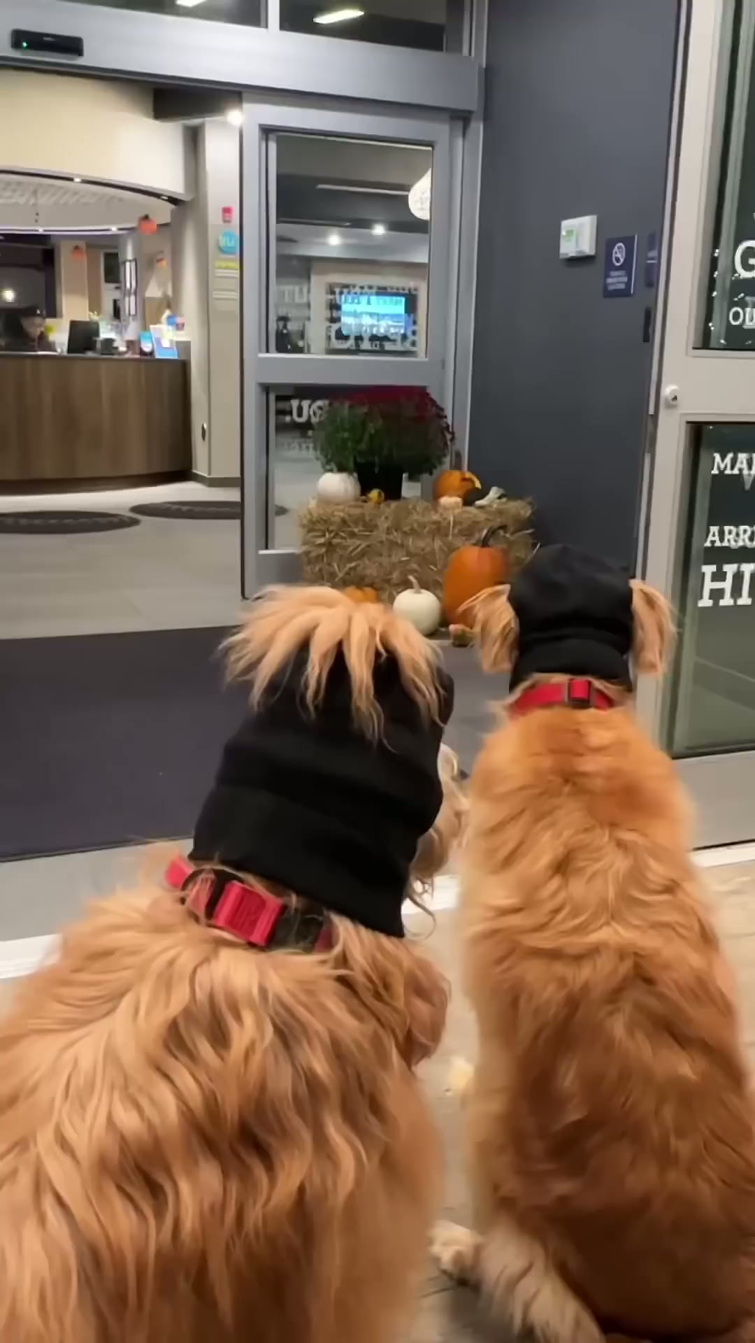 We’re not leaving our dogs alone anymore @aguyandagolden #goldendoodle ...