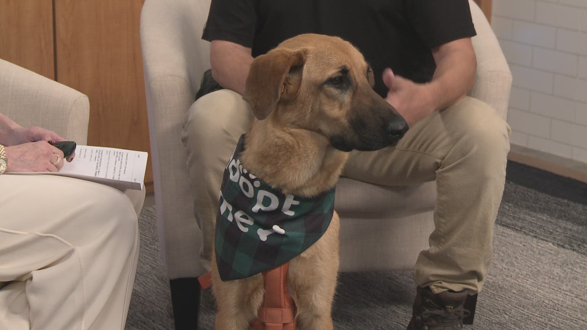 Meet Primadonna Girl, a dog available to adopt from Austin Pets Alive ...