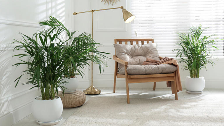 Clear signs it's time to repot your parlor palm plant
