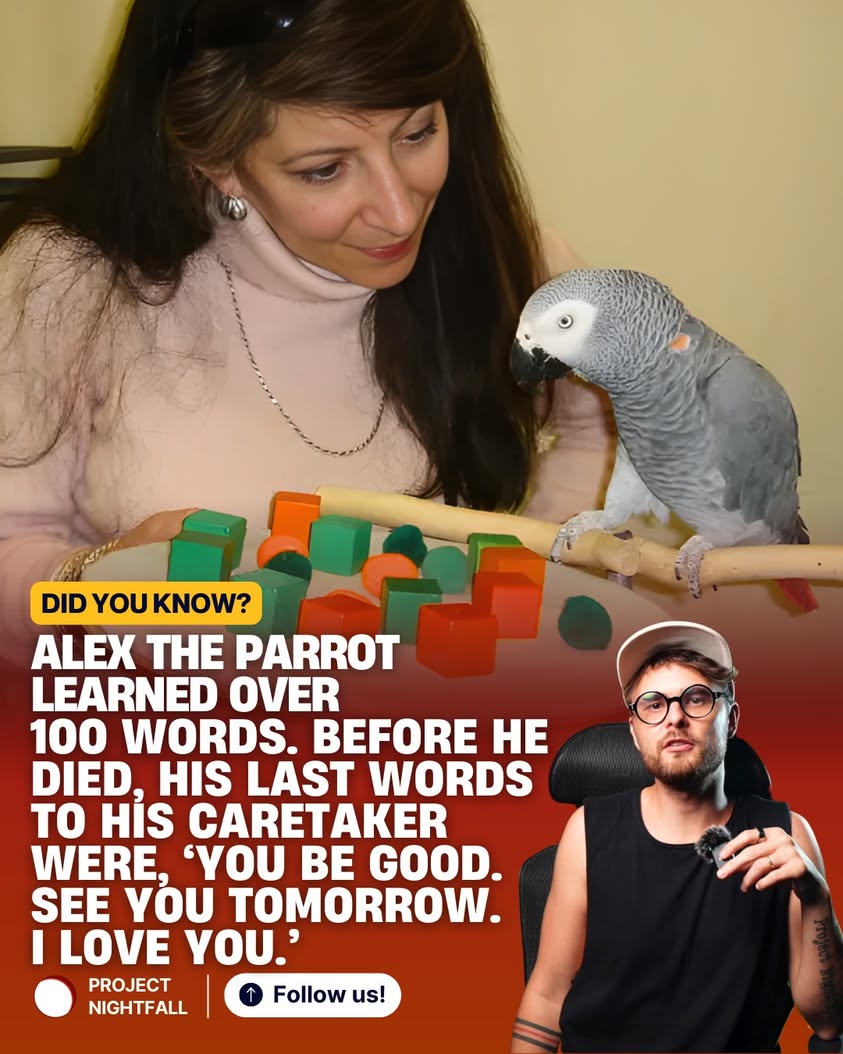 Alex wasn’t just repeating words. He understood them. For nearly three ...