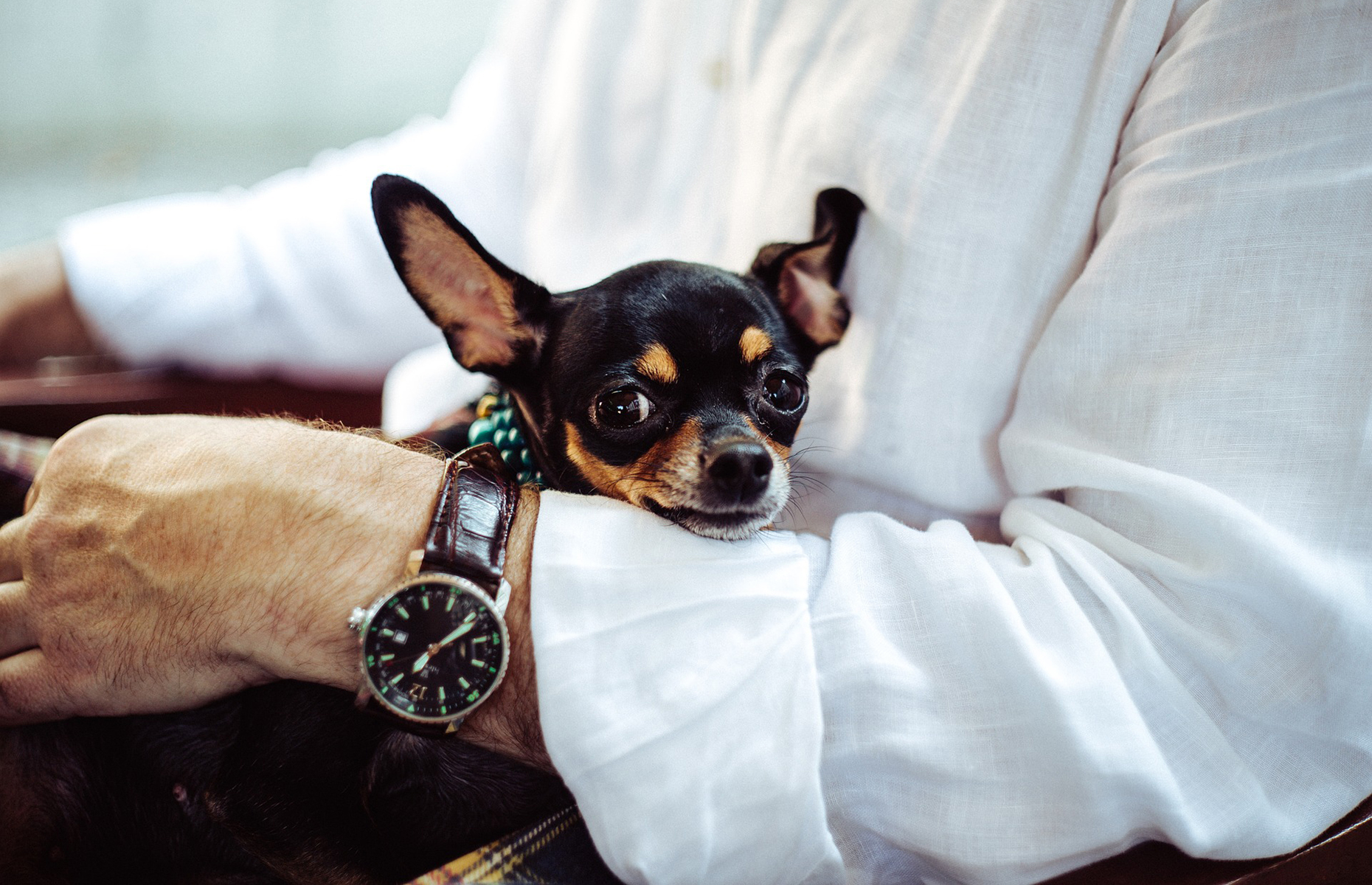 The most expensive dog breeds in the world