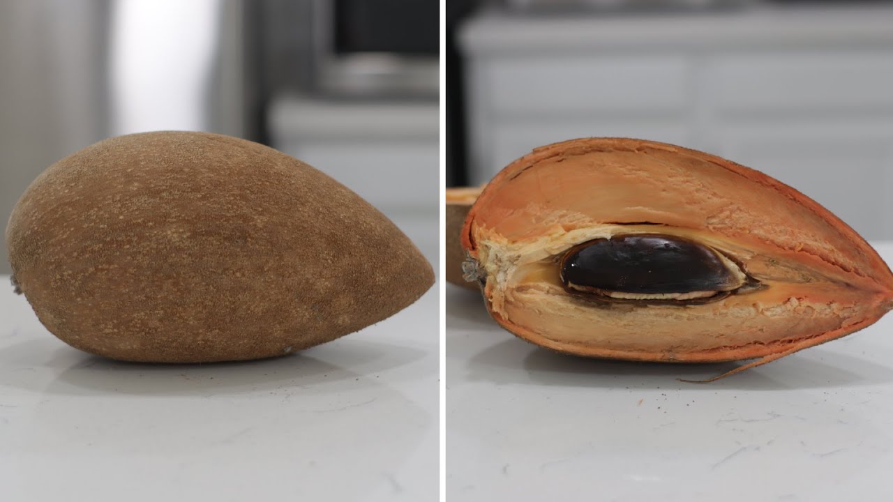 How to eat mamey sapote (Pouteria sapota) | Taste test