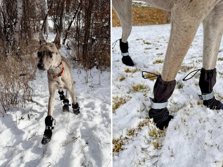 The best dog boots we tested in snow and cold conditions