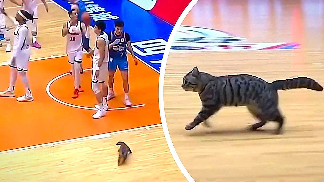 Stray cat steals the spotlight during pro basketball game
