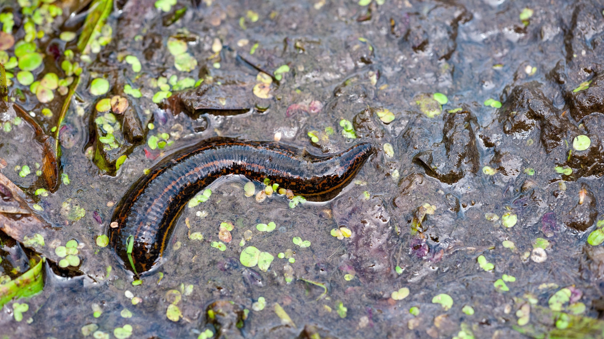 Woman suffered month-long nosebleed then finally realized there was an ...