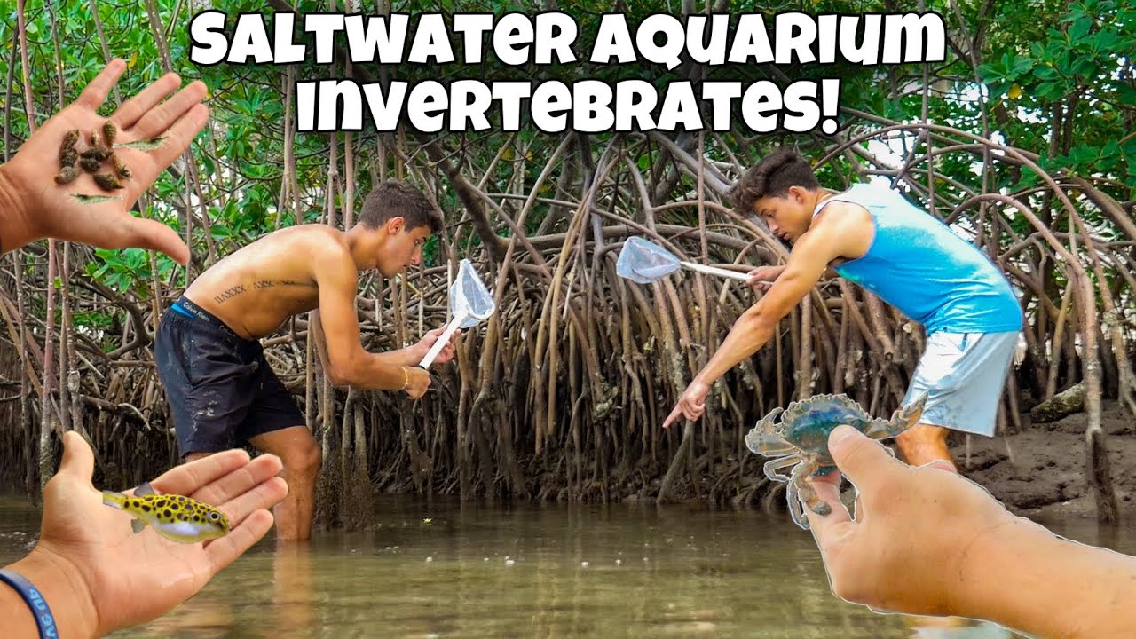 Catching micro invertebrates for my aquarium!