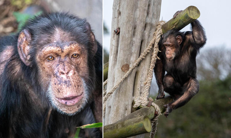 Circus chimp from German zoo starts new life in Edinburgh