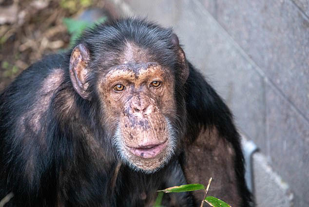 Circus chimp from German zoo starts new life in Edinburgh