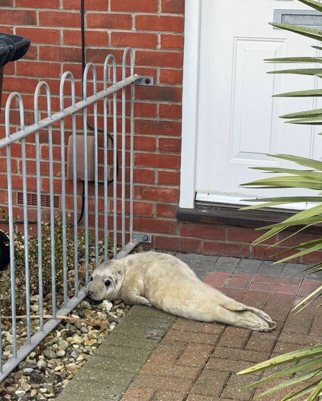 'Feisty' baby seal blocks mailman's path to front door until he helps her
