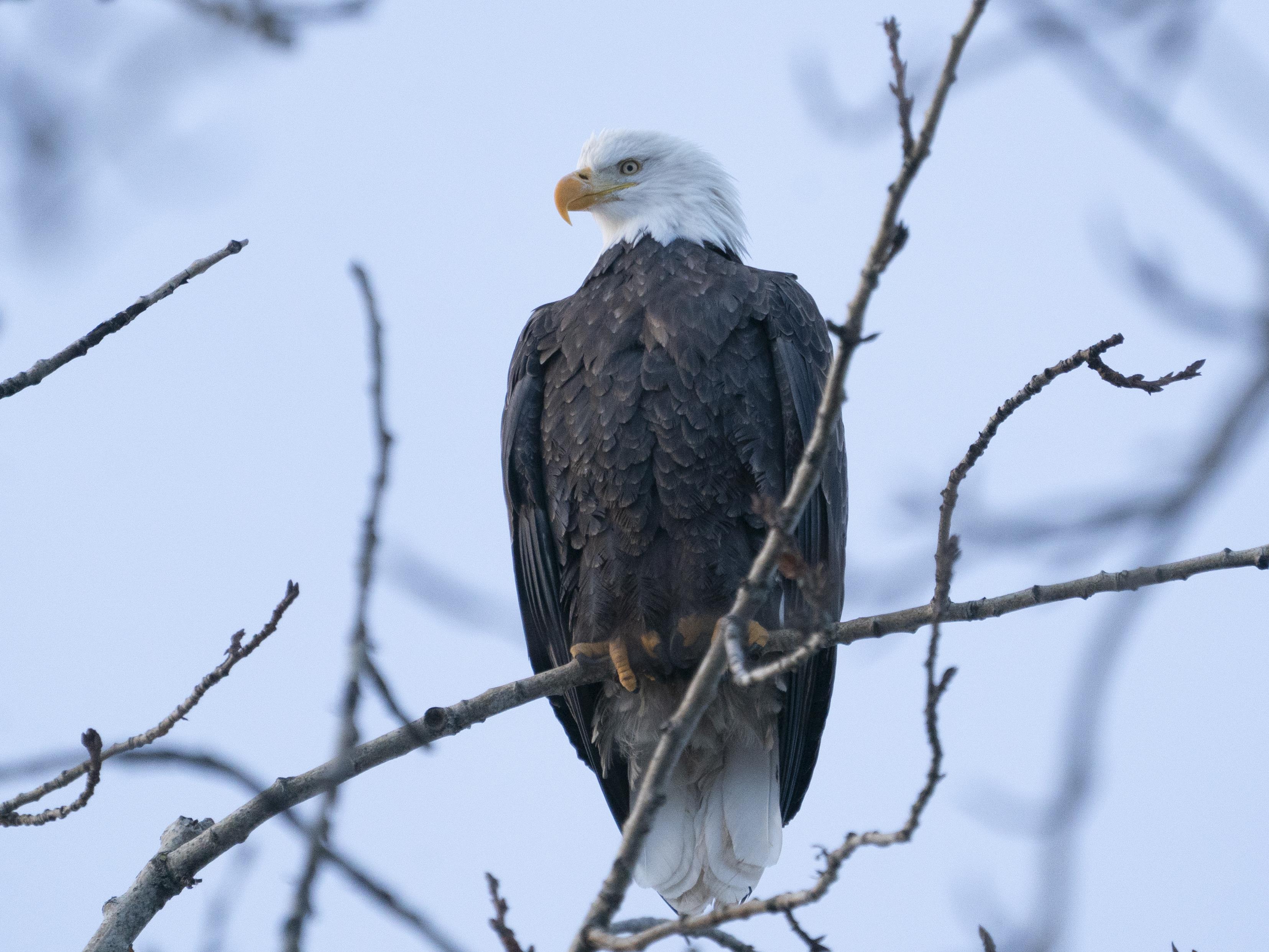 L’impressionnant retour du pygargue à tête blanche