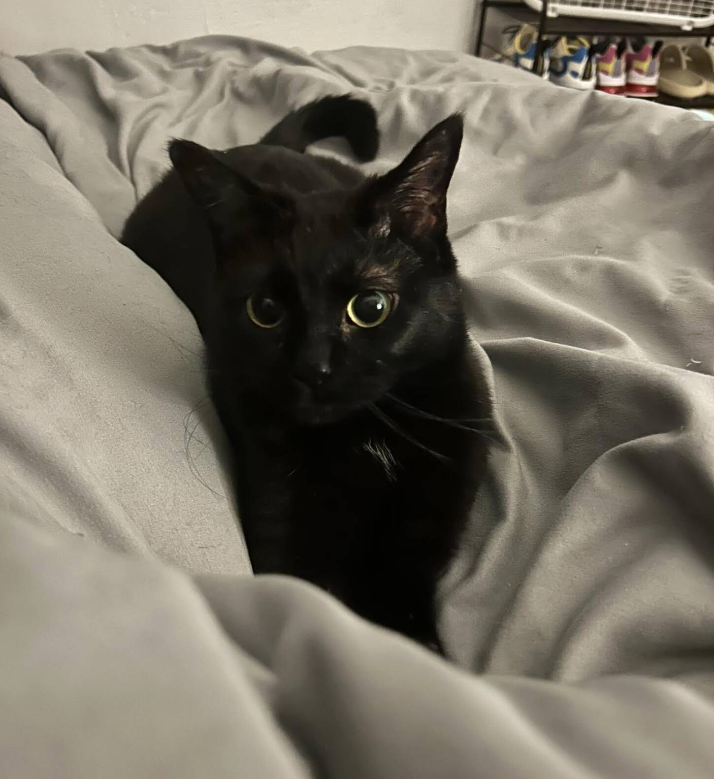 Cat goes toe-to-toe with a ball of yarn — and somehow manages to lose