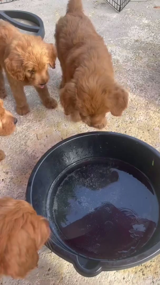 Puppies try seltzer water! #puppies #asmr #youtubepartner