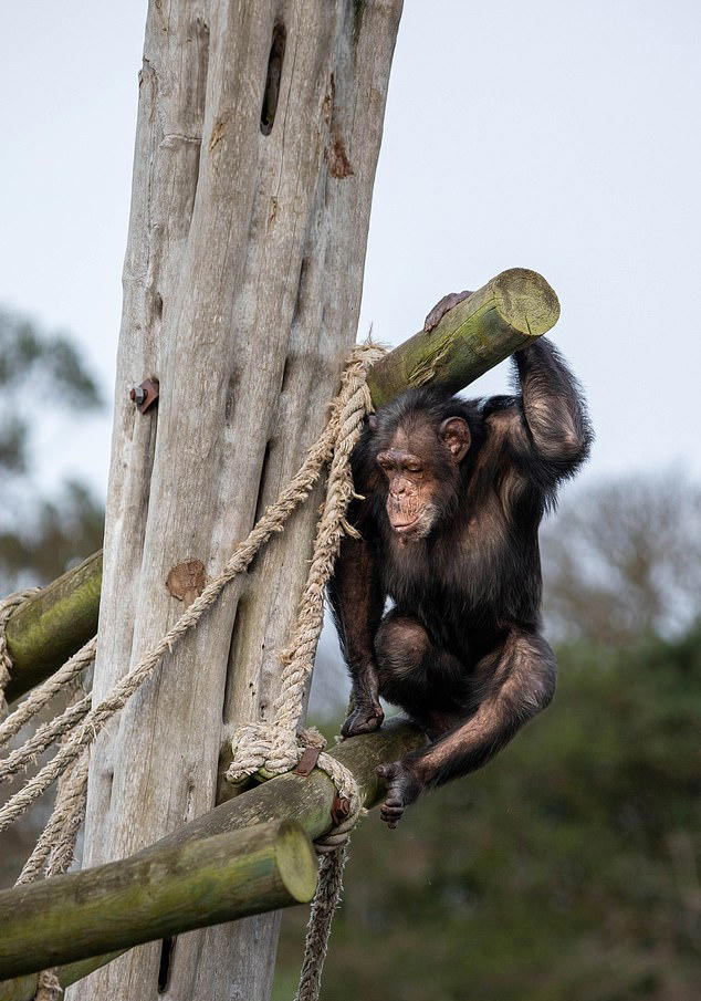 Circus chimp from German zoo starts new life in Edinburgh