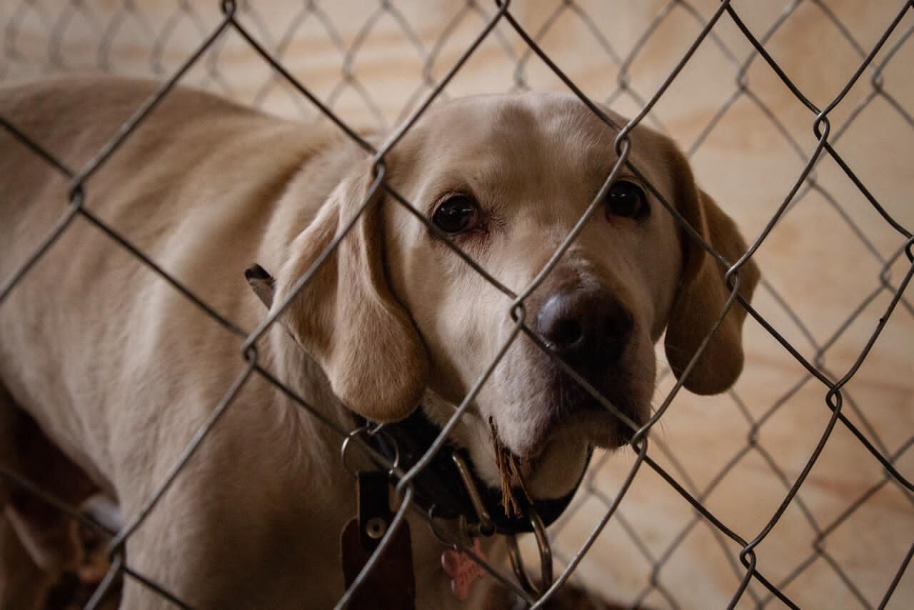 Brigada de Vigilancia Animal está en condiciones de recibir perros del ...