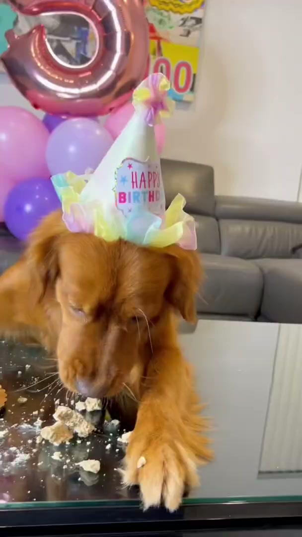 Dog’s birthday gone wrong! #goldenretriever #birthday #dog