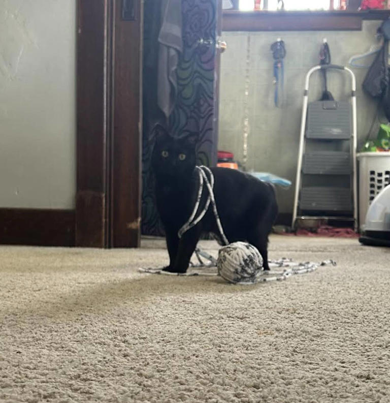 Cat goes toe-to-toe with a ball of yarn — and somehow manages to lose