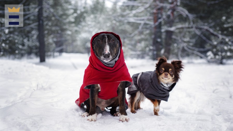 Keep your furry loved ones safe during winter weather storm
