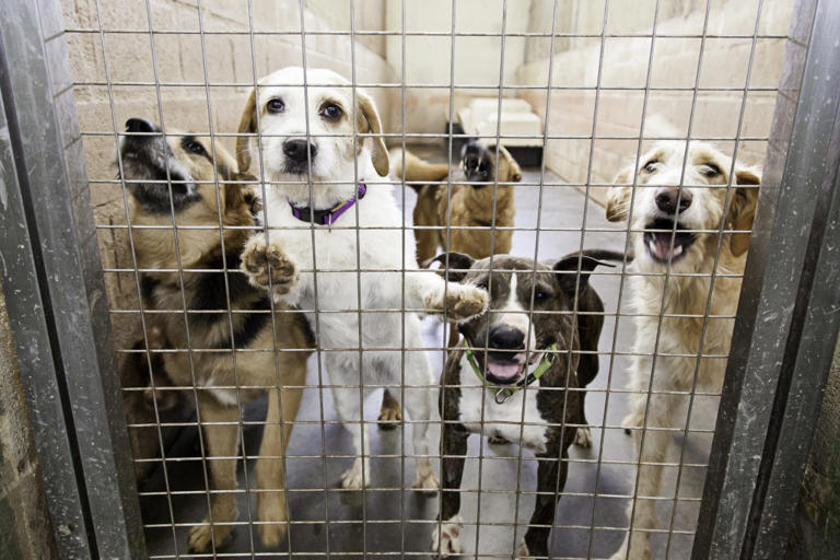 NYC shelters seeking 'blizzard buddies' for their dogs ahead of ...