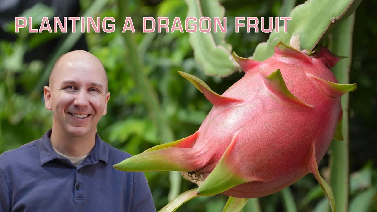 How to grow a dragon fruit cutting | Propagating a pitahaya