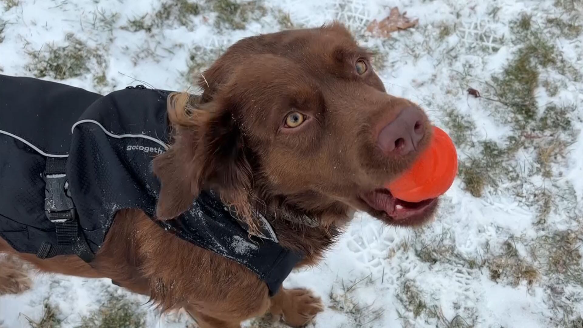 Expert advice on how to keep your pets safe during extreme cold