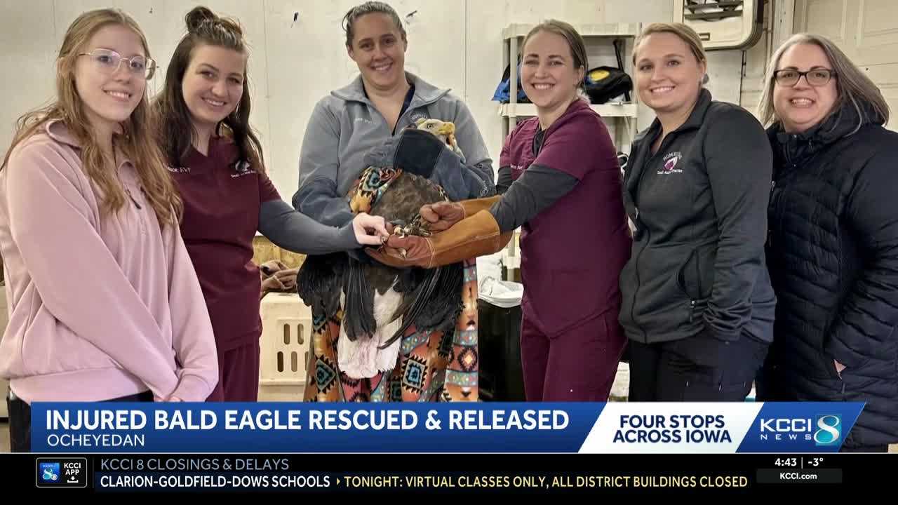 Injured bald eagle rescued from car wheel in northwest Iowa