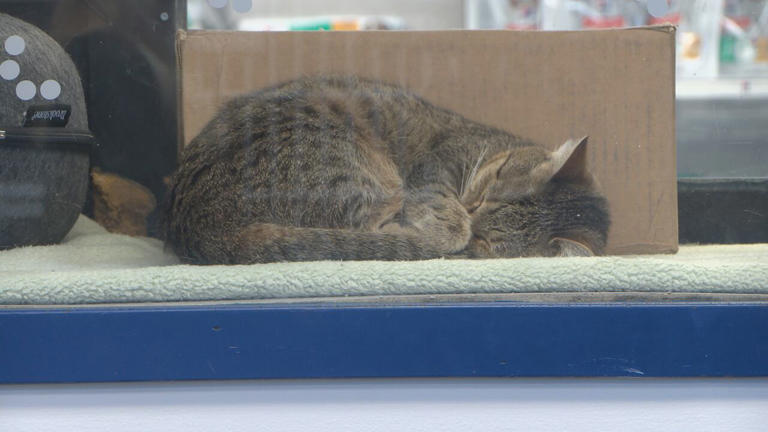 Bowling Green/Warren County Humane Society urges animal safety ahead of ...